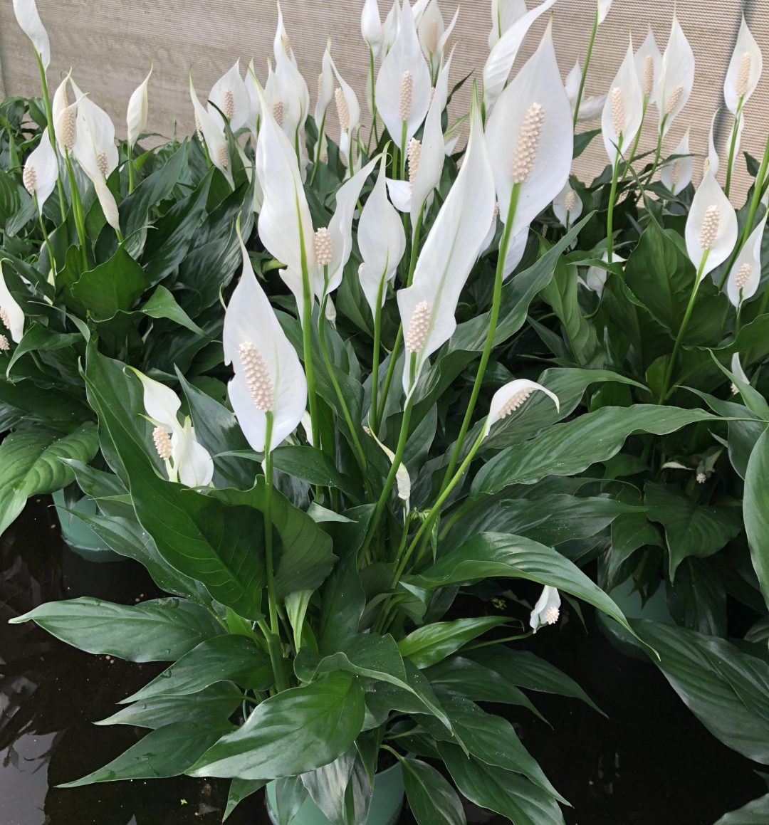 Brazilian Sword “Peace Lily” (Spathiphyllum sp.) | WaterScapes Aquatic ...