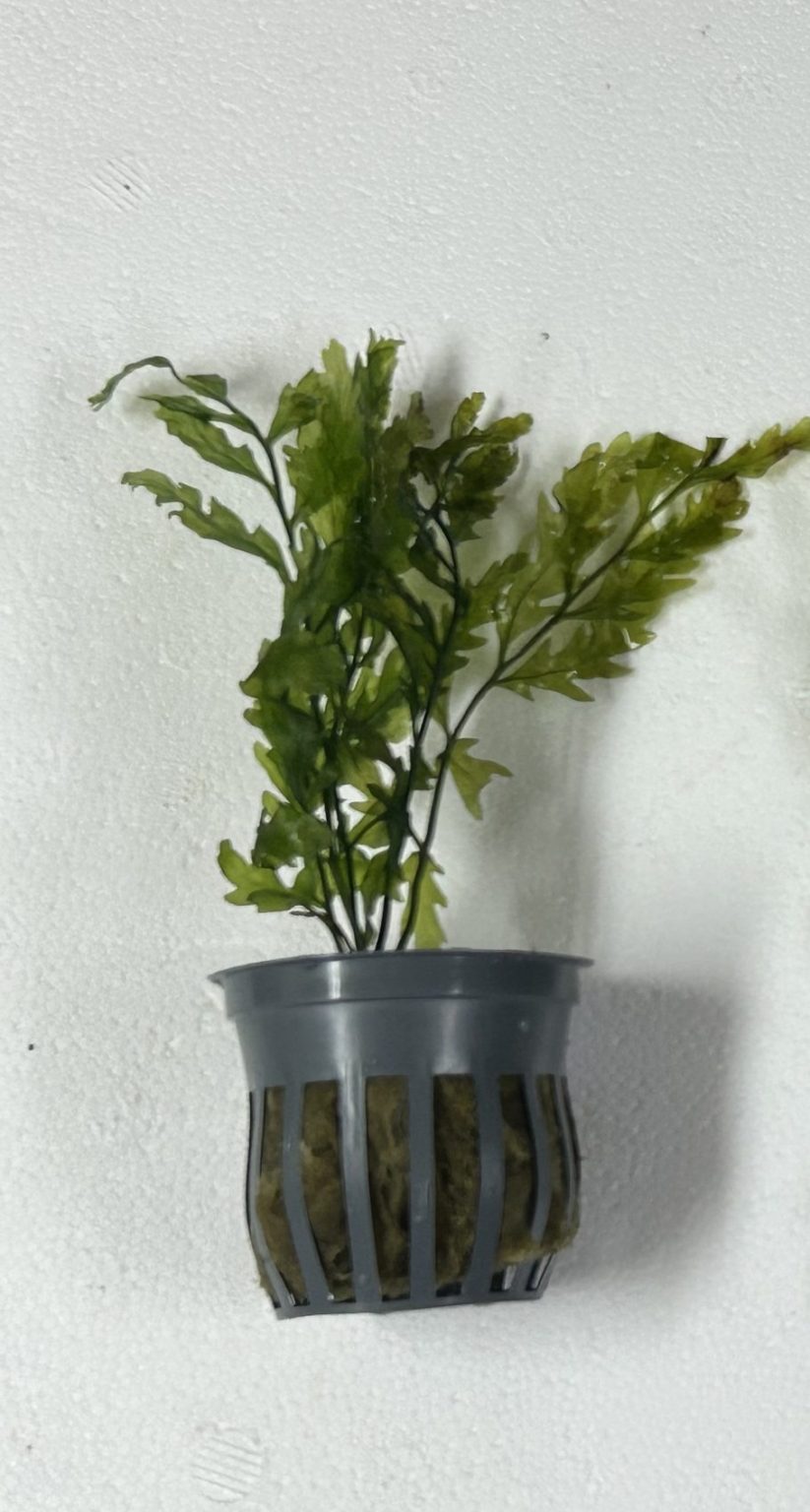 Potted Bolbitis Heudelotii | WaterScapes Aquatic Plant Nursery