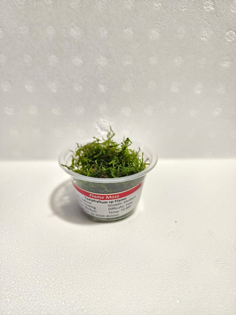 Flame Moss Portion Cup | WaterScapes Aquatic Plant Nursery